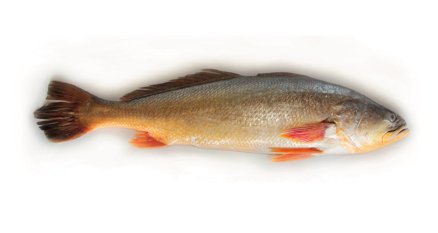 L'acoupa rouge, poisson menacé par un trafic de vessies natatoires ...