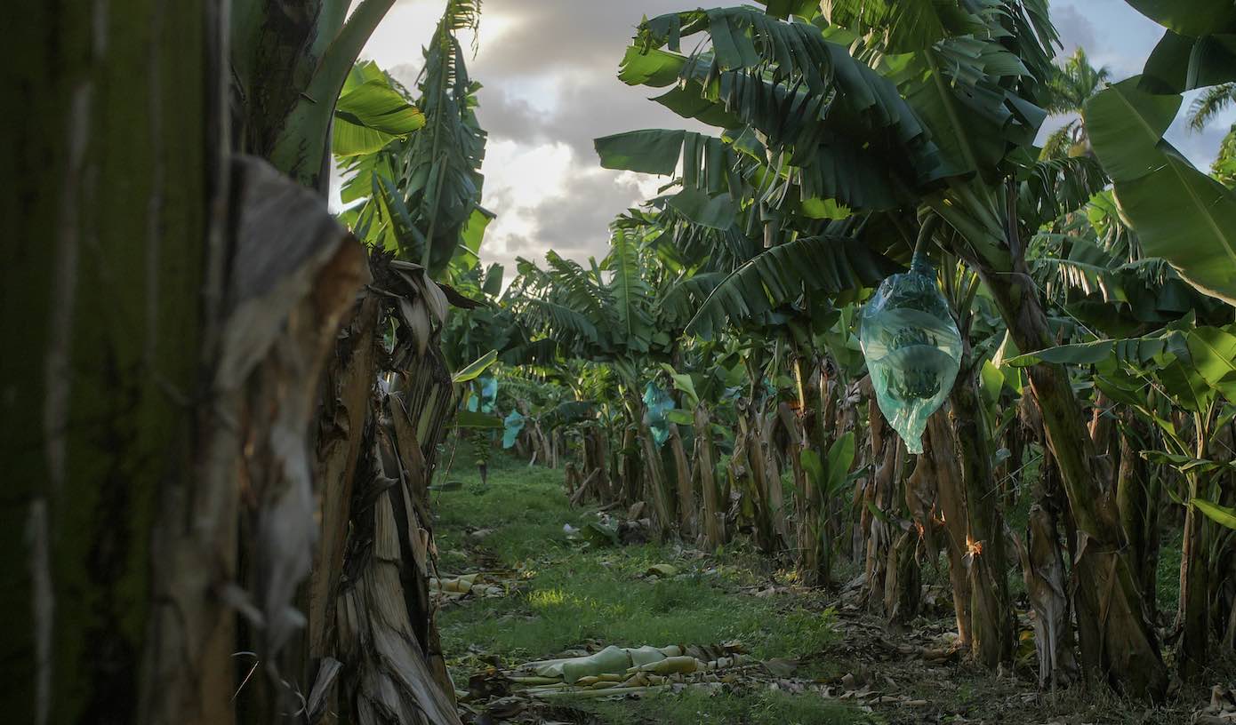 Chlordécone aux Antilles : il faut poursuivre la recherche, préconise ...