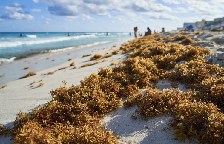 L'imbroglio du statut juridique des sargasses, fléau des plages de ... L'imbroglio du statut juridique des sargasses, fléau des plages de ...