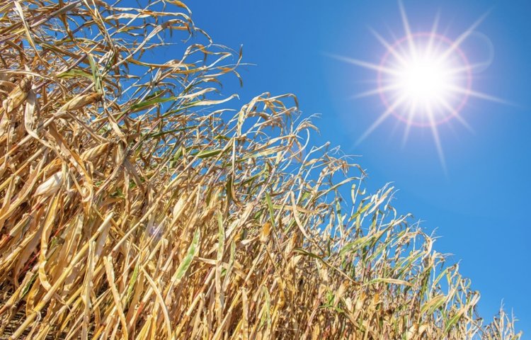 L'État réunit le comité sécheresse et prépare la saison sèche 2024 ...