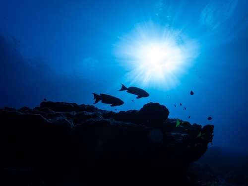 Biodiversité Outre-mer : les trois appels à projets TeMeUm s'ouvrent du ...