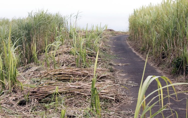 À La Réunion, la production de rhum malmenée par le cyclone | Mémento l ...
